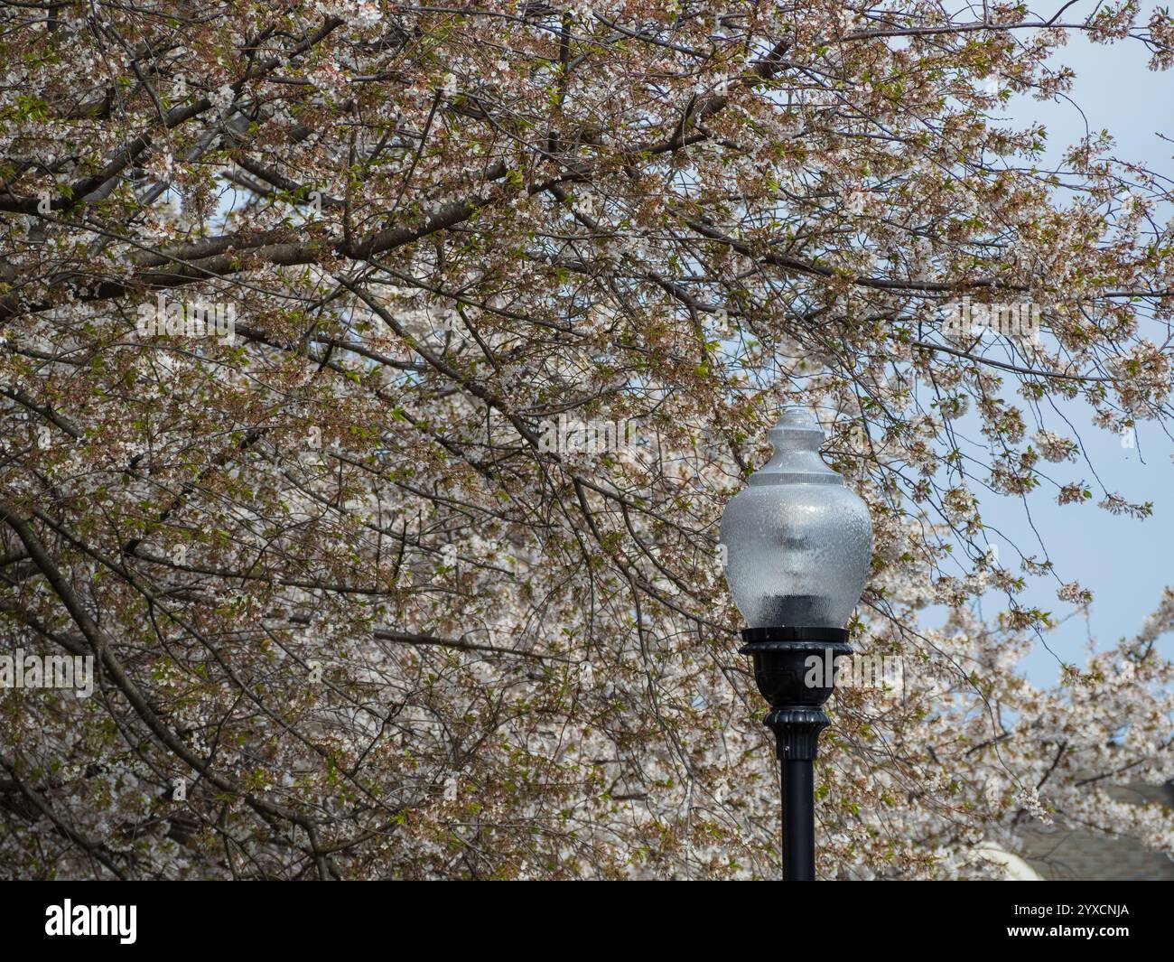 A lamp post stands beside a tree in full bloom during spring, with ...