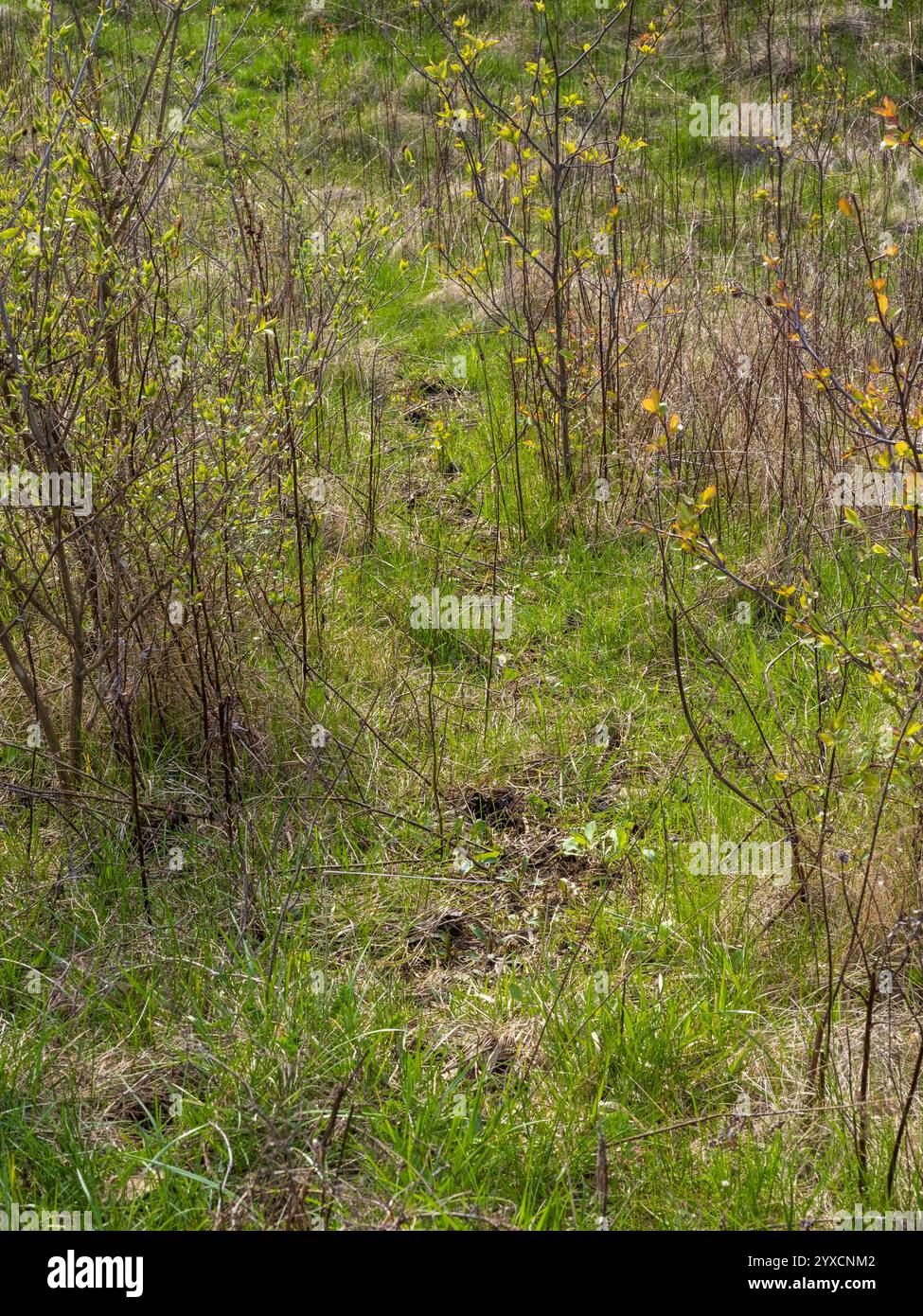 Deer path hi-res stock photography and images - Alamy