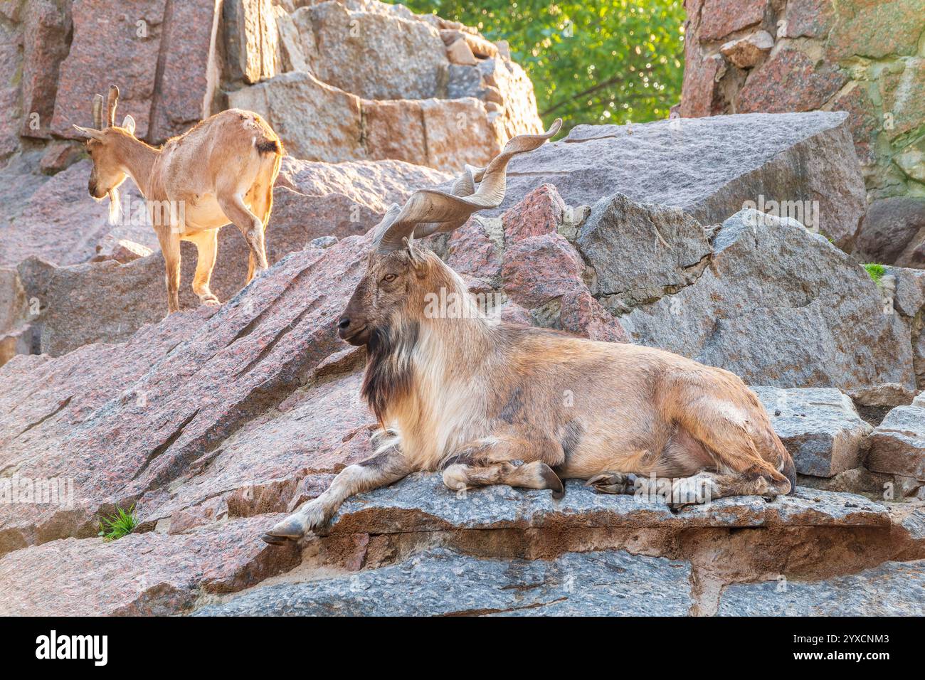 Markhor male and female on the rock. Latin name - Capra falconeri. Wild ...