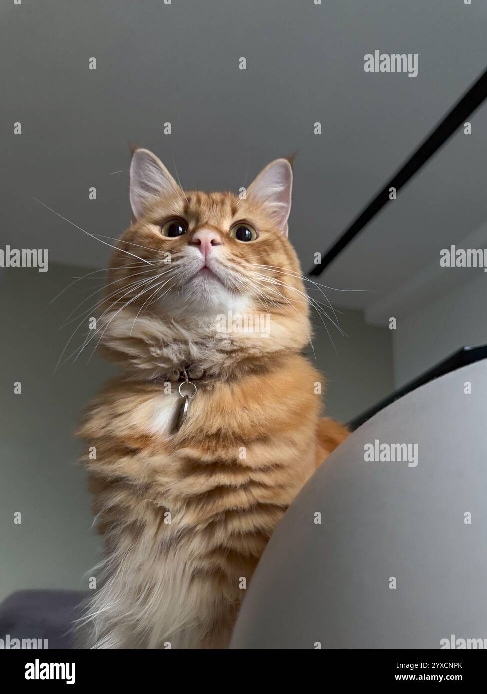 This captivating photo features a ginger cat sitting gracefully indoors ...