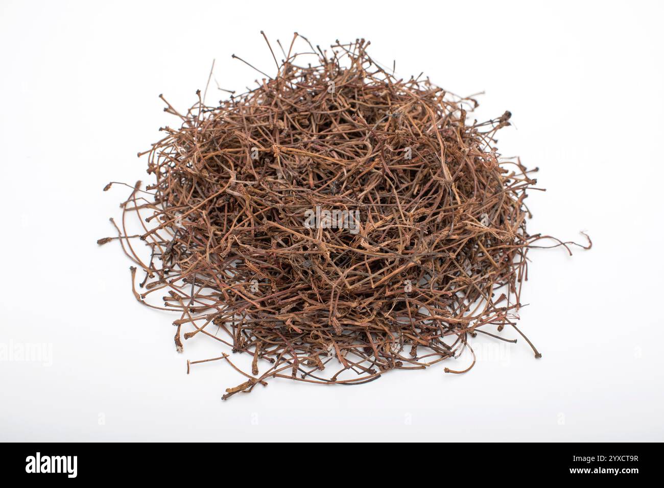 Dried cherry stalks. Cherry stem on white background Stock Photo - Alamy