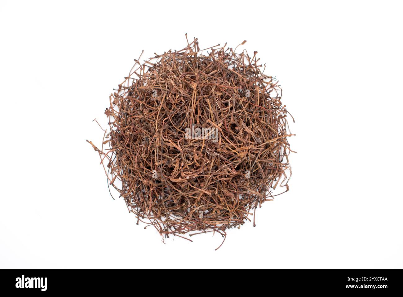 Dried cherry stalks. Cherry stem on white background Stock Photo - Alamy