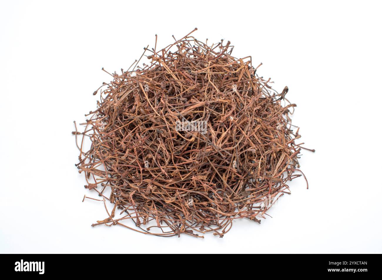 Dried cherry stalks. Cherry stem on white background Stock Photo - Alamy