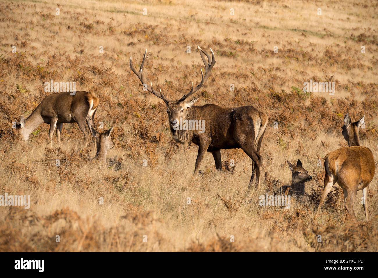 Dominant imperial stag red deer with his harem of hinds / females in ...