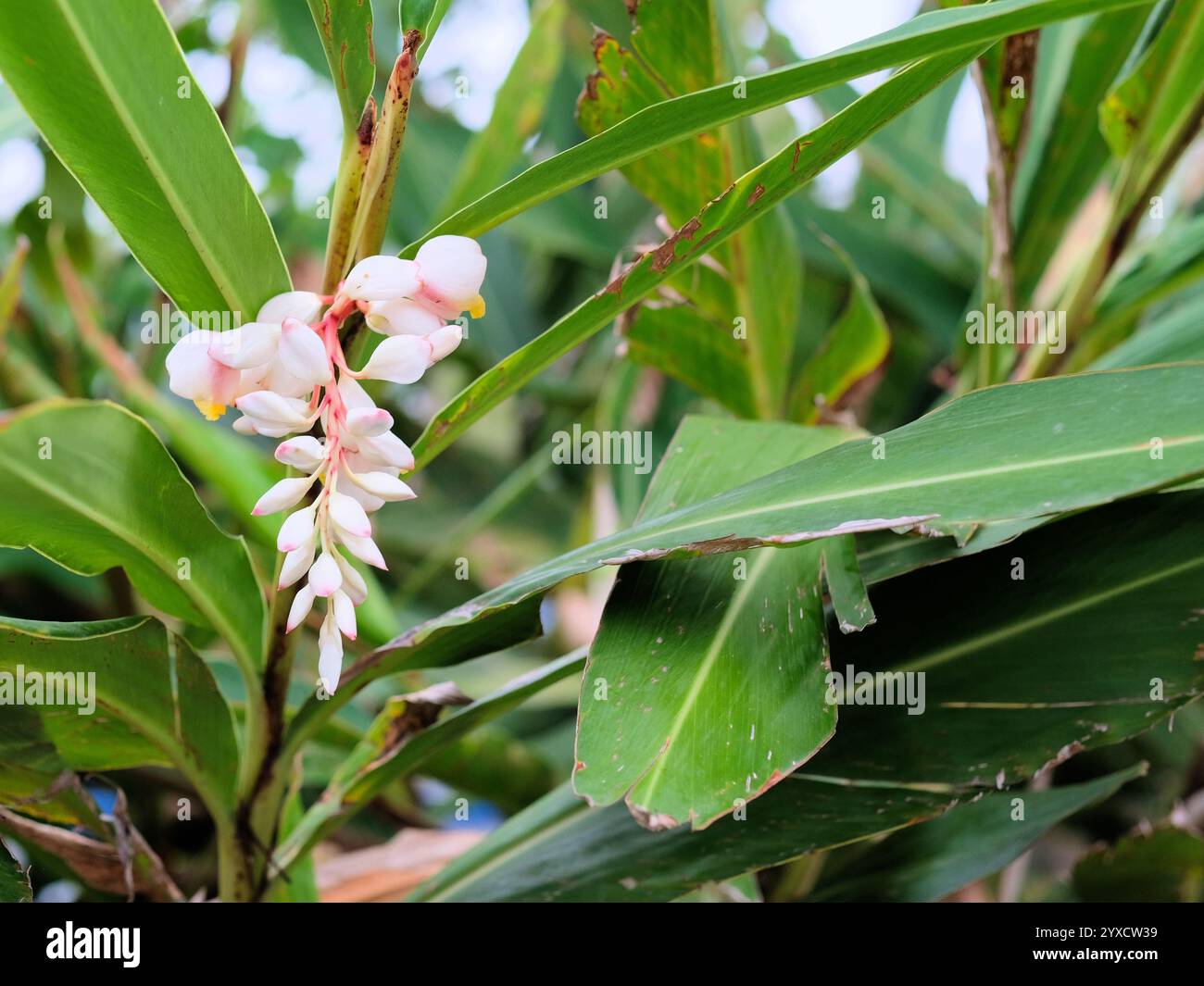 Flowering Alpinia Zerumbet Variegata ginger plant with long leaf blades ...