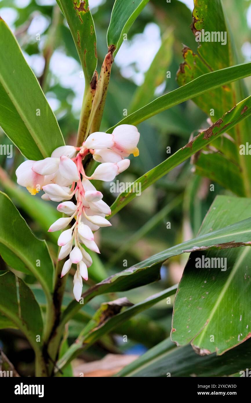 Flowering Alpinia Zerumbet Variegata ginger plant with long leaf blades ...