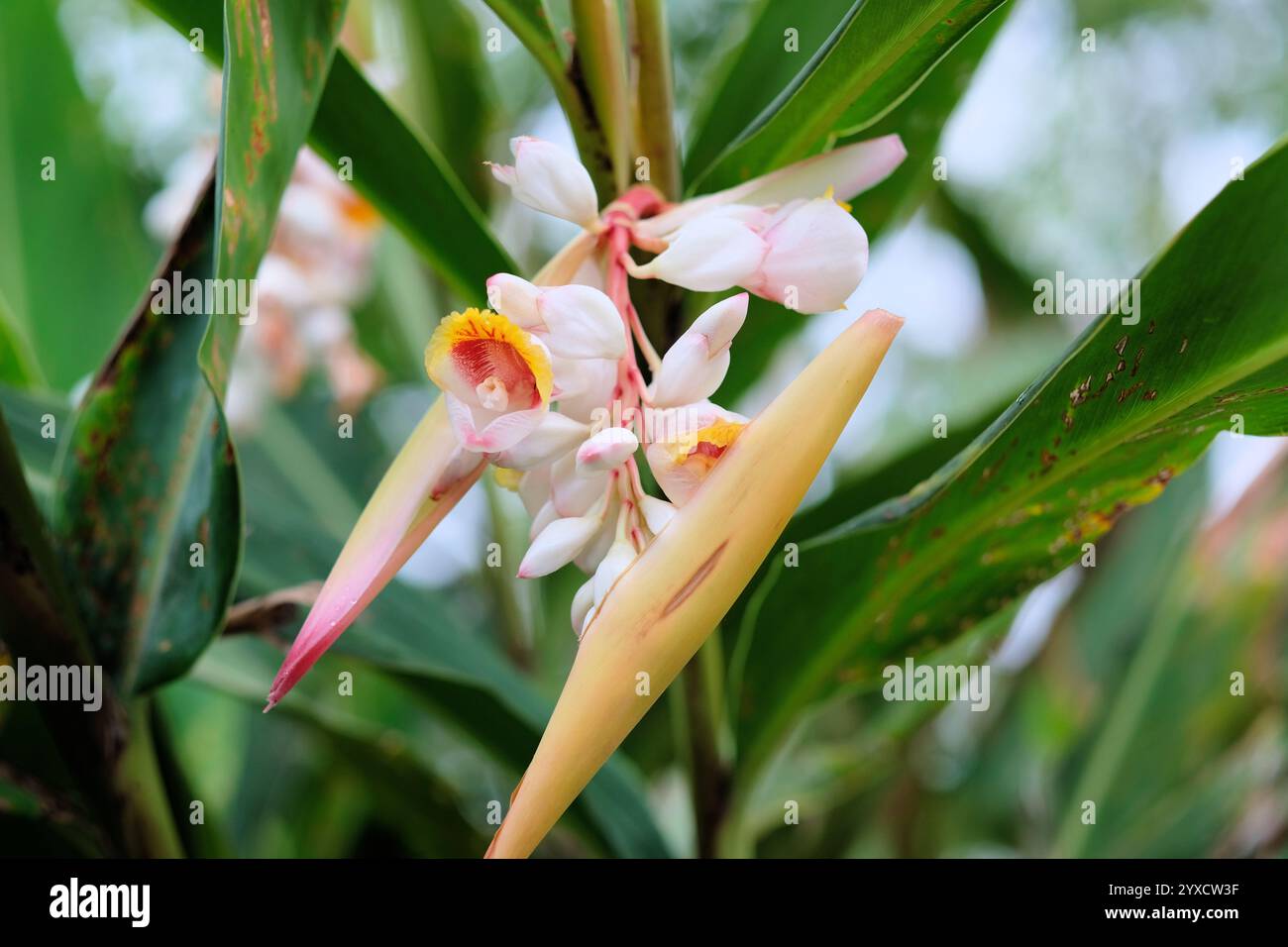 Flowering Alpinia Zerumbet Variegata ginger plant with long leaf blades ...