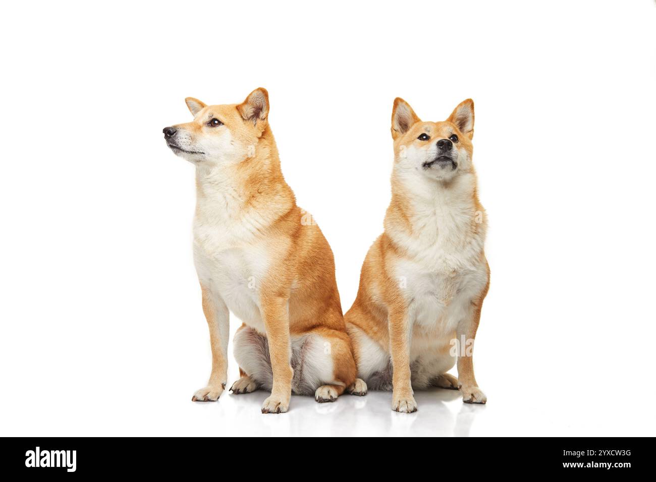 Two sitting Shiba Inu dogs looking on each other on a white background ...