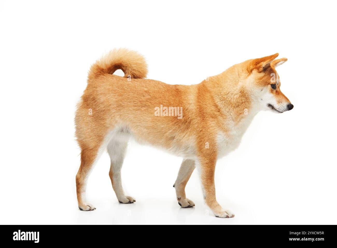 Small brown dog walking on Cut Out Stock Images & Pictures - Alamy