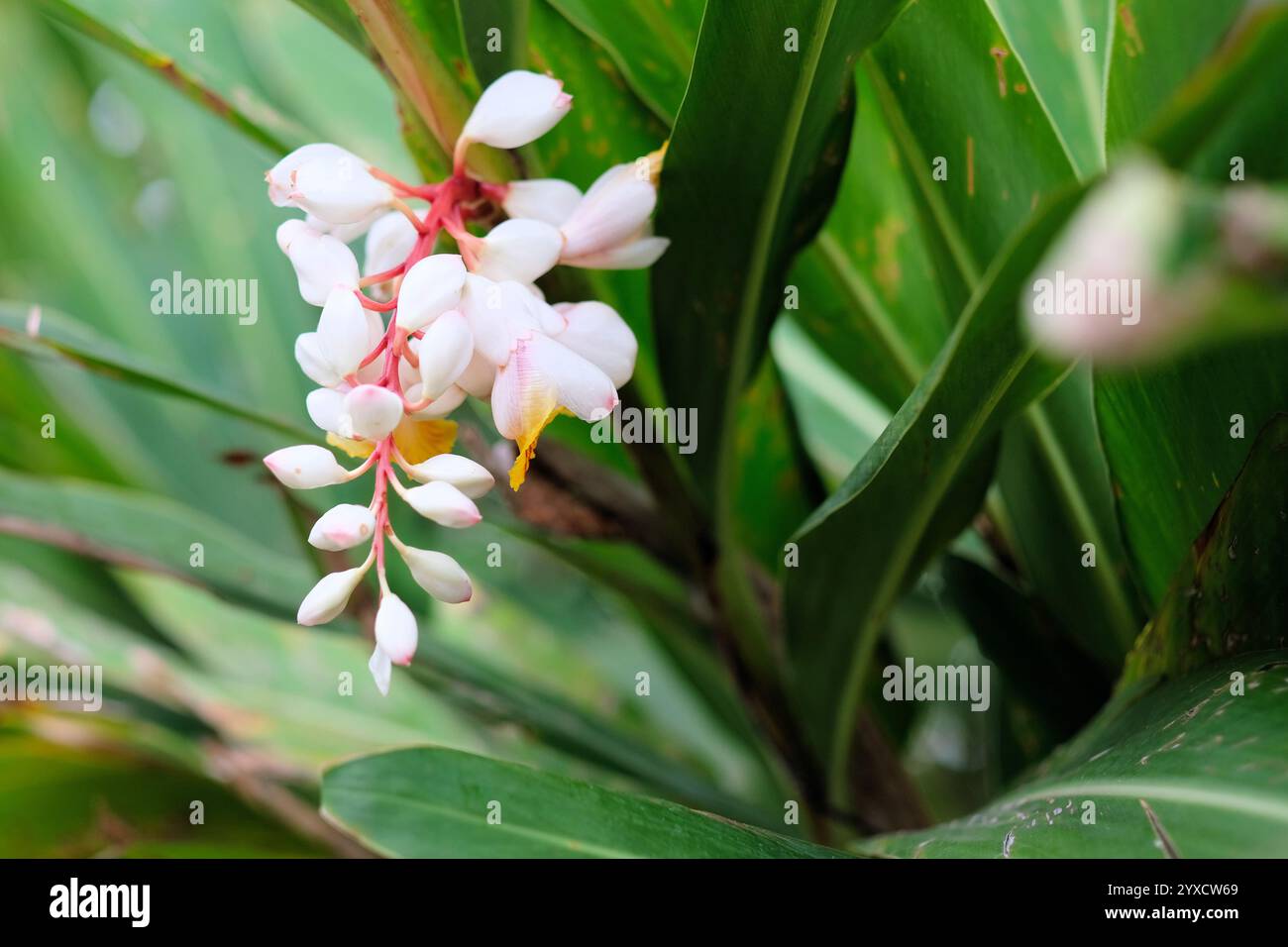 Flowering Alpinia Zerumbet Variegata ginger plant with long leaf blades ...