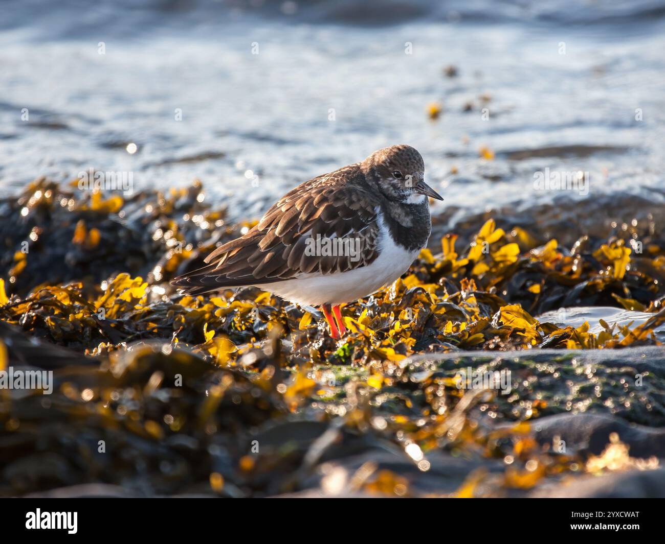 Turnstone (Arenaria interpres) in winter plumage on a beach amongst ...