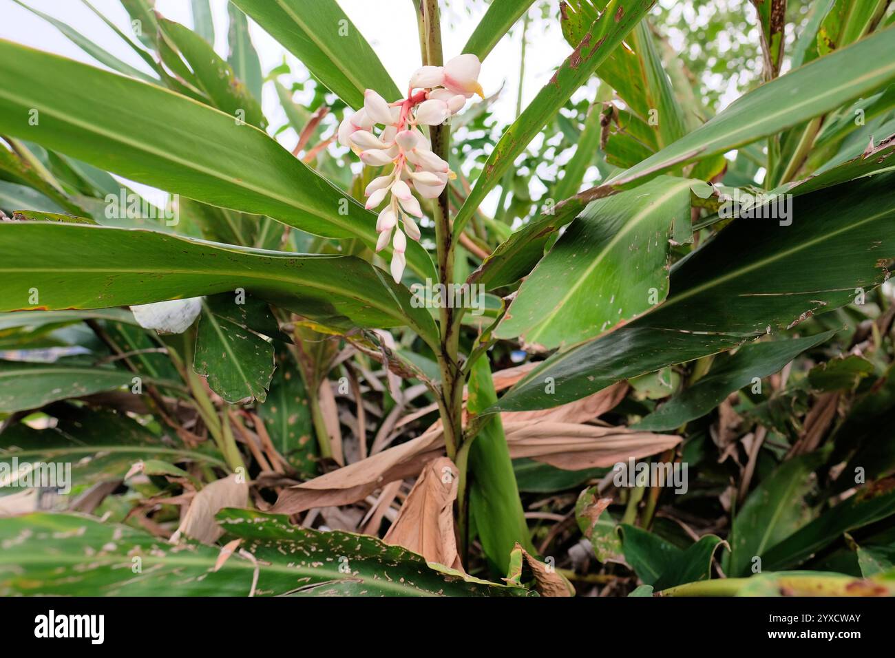 Flowering Alpinia Zerumbet Variegata ginger plant with long leaf blades ...