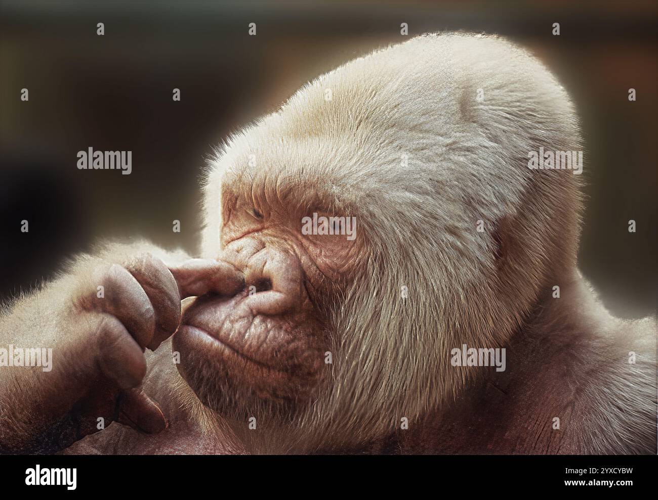 Albino gorilla picks its nose with its finger Stock Photo - Alamy
