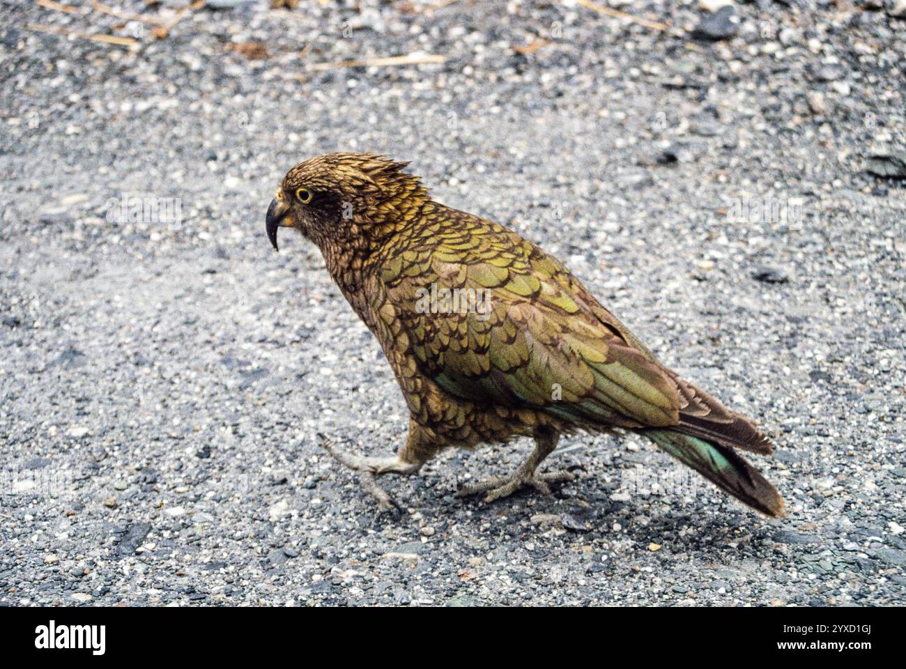 Kea (Nestor notabilis), an endemic species of parrot on New Zealand ...