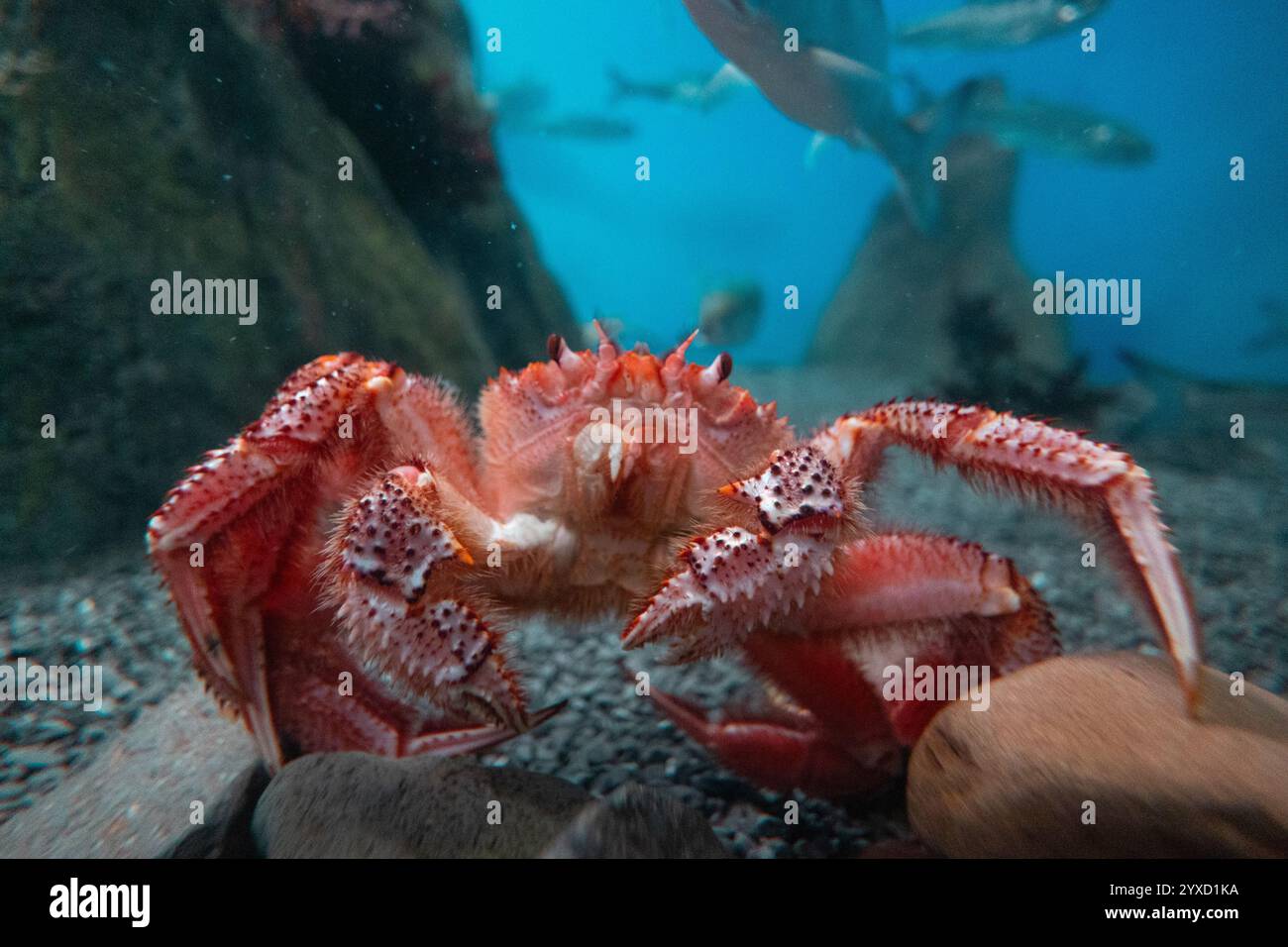 The red hairy crab moves its paws. Underwater life, oceanarium Stock ...