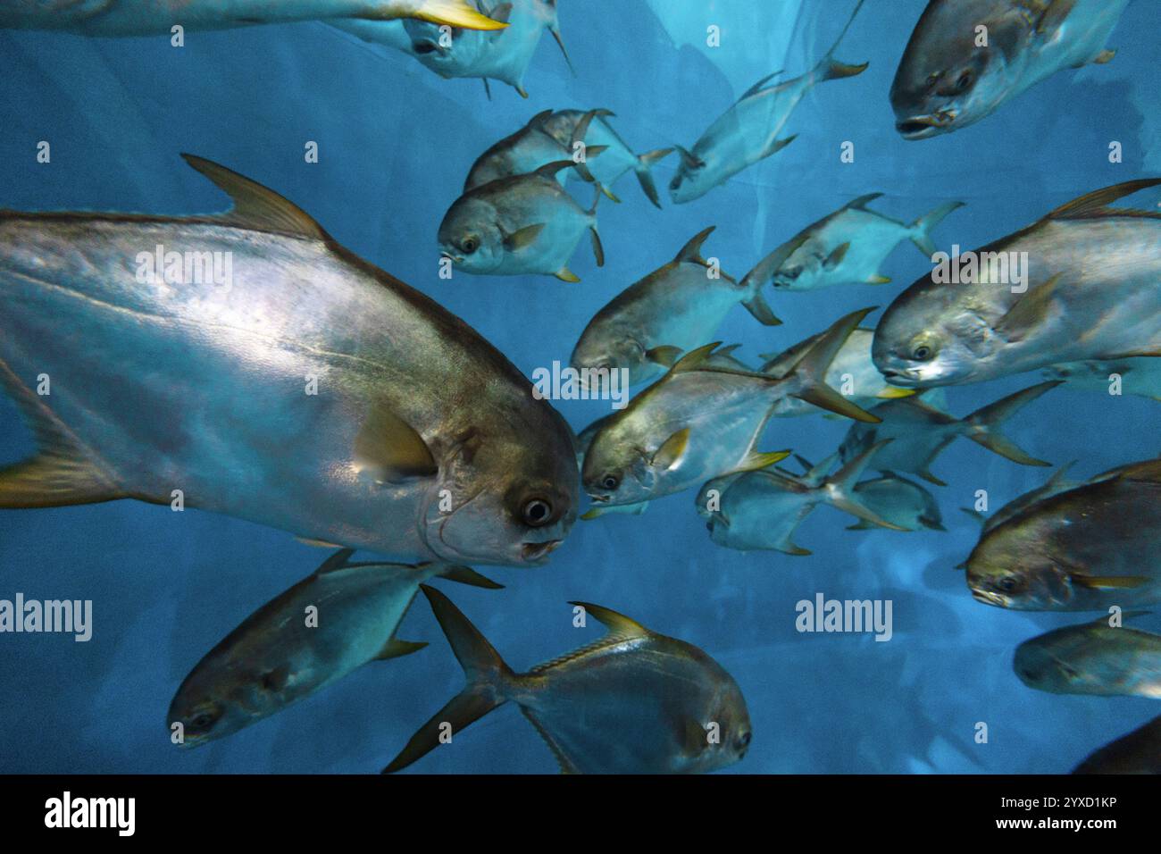 Beautiful fish in close-up, wildlife. The underwater world in the ...