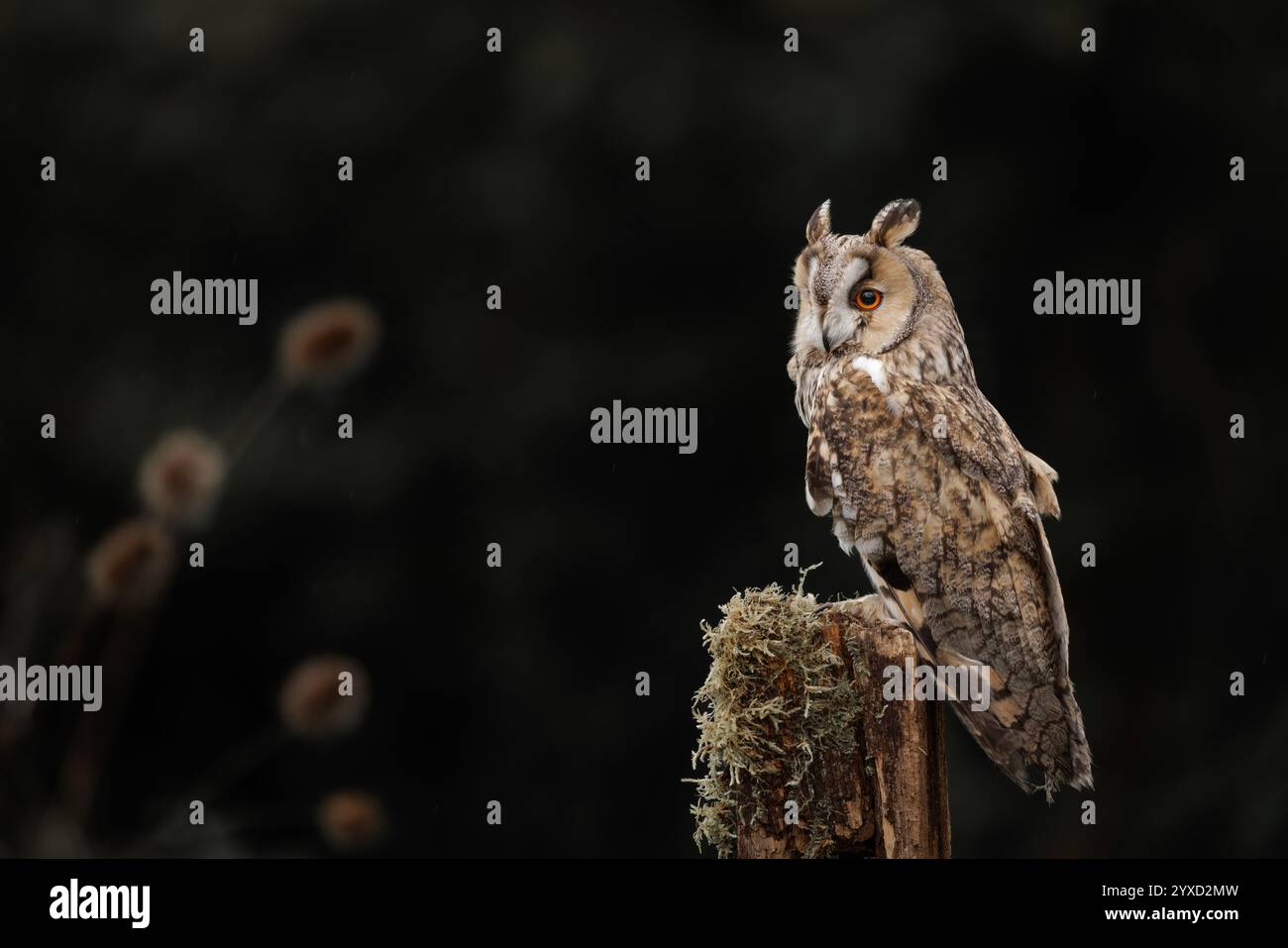Long-eared owl sitting on moss covered fence post Stock Photo - Alamy