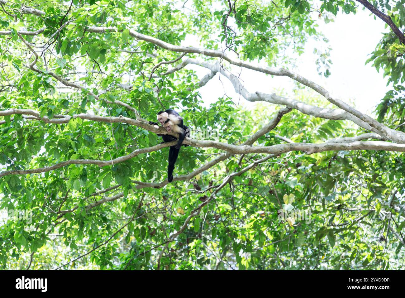 A spider monkey climbs in a tree in Costa Rica Stock Photo - Alamy