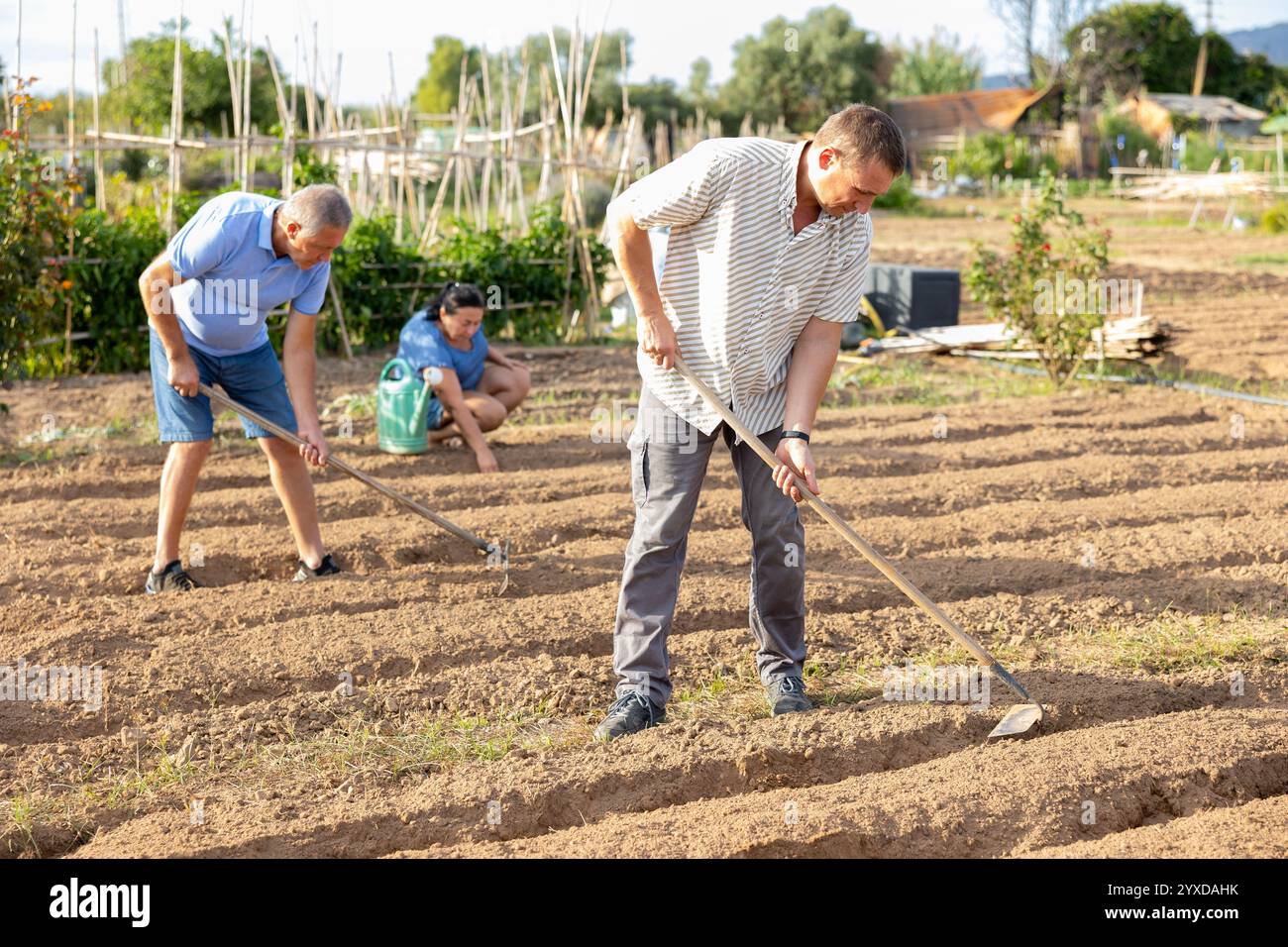 Men is leveling the beds ground with rake Stock Photo - Alamy