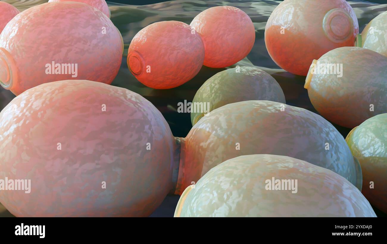 A 3d rendering of Candida albicans, it is an opportunistic pathogenic ...