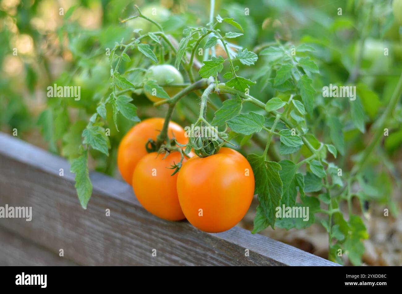 Yellow ripe tomatoes on a bush growing in a raised garden bed. Concept ...
