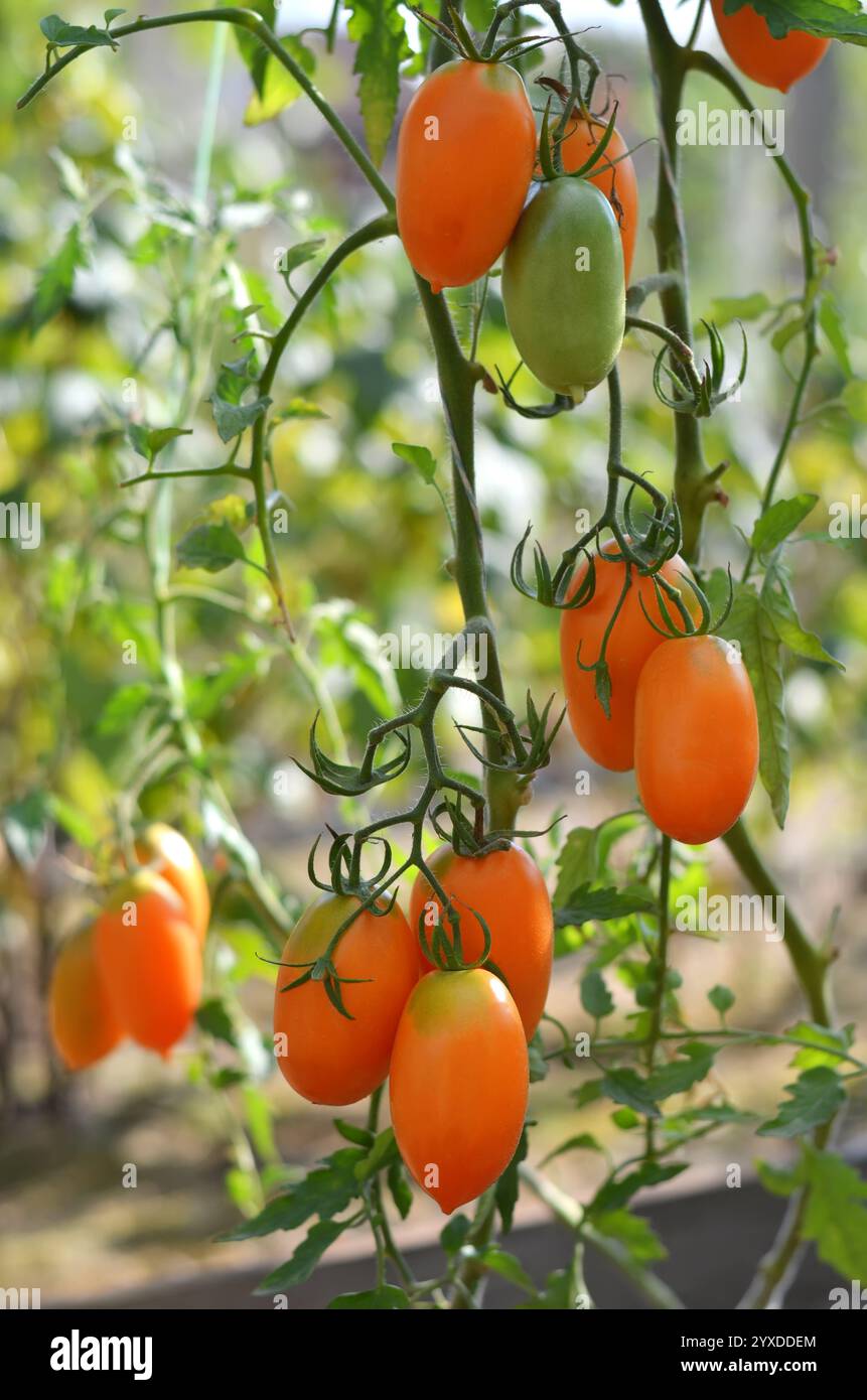 Elongated orange tomatoes on a bush grow in an outdoor vegetable garden ...