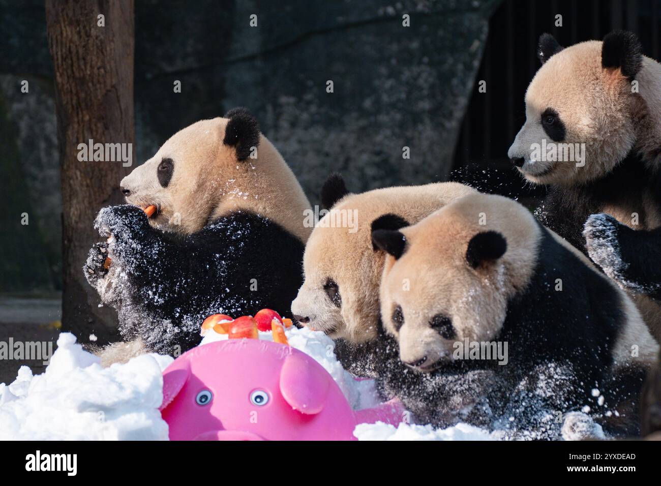 CHONGQING, CHINA - DECEMBER 15, 2024 - Giant pandas Shuangshuang ...