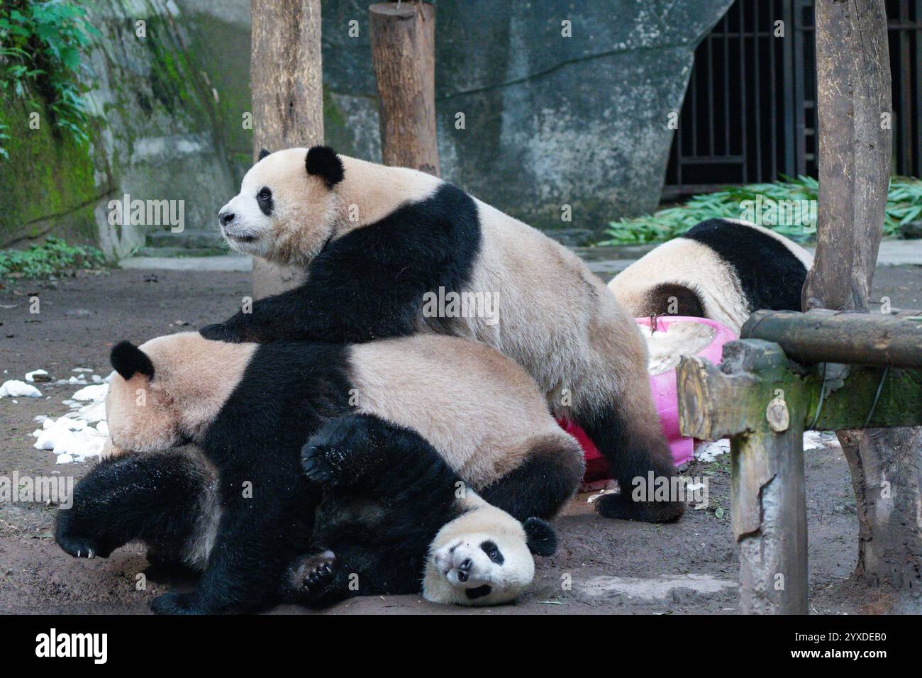 CHONGQING, CHINA - DECEMBER 15, 2024 - Giant pandas Shuangshuang ...
