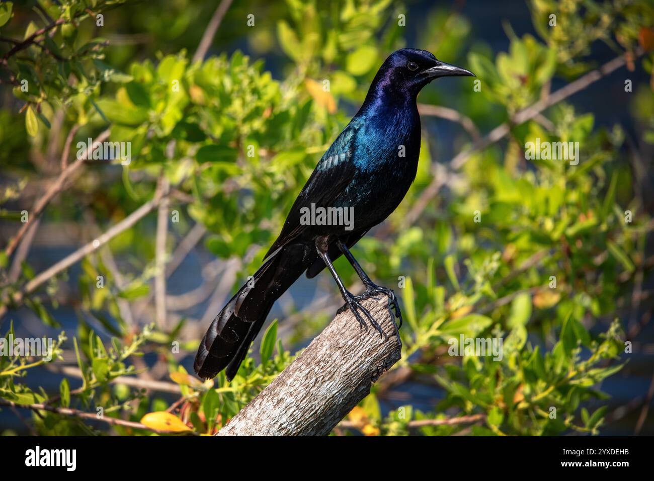 Atlantic coast boat tailed grackle hi-res stock photography and images ...