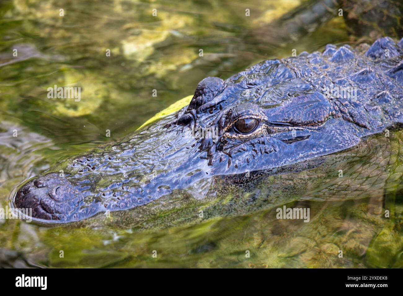 An American alligator (Alligator mississippiensis) near Everglades City ...