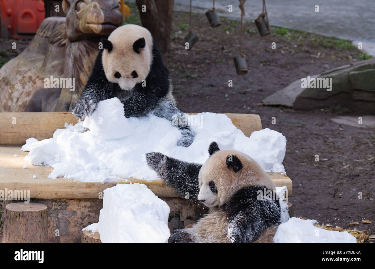 CHONGQING, CHINA - DECEMBER 15, 2024 - Giant pandas Yu Ke and Yu Ai ...