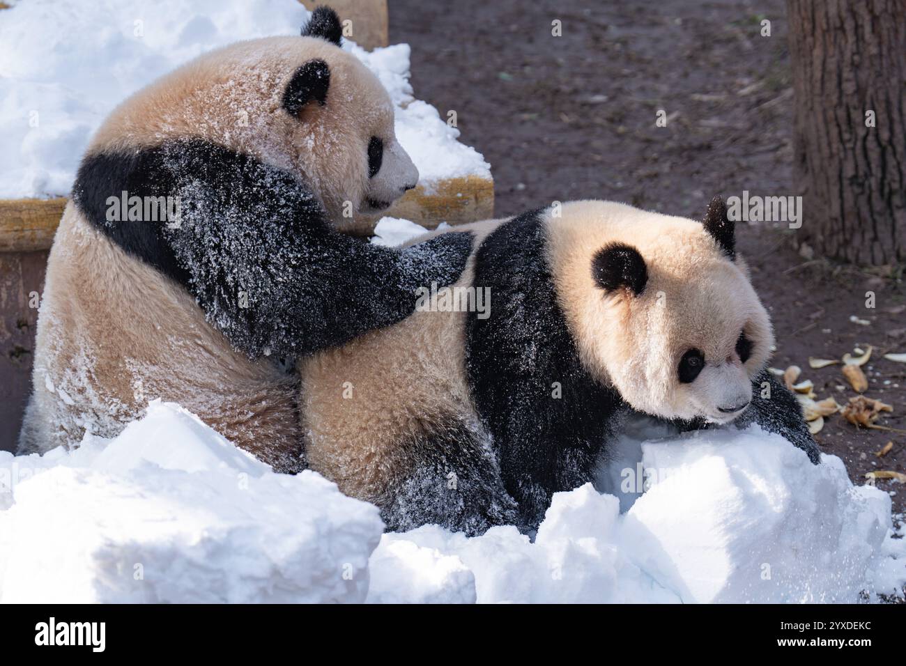 CHONGQING, CHINA - DECEMBER 15, 2024 - Giant pandas Yu Ke and Yu Ai ...