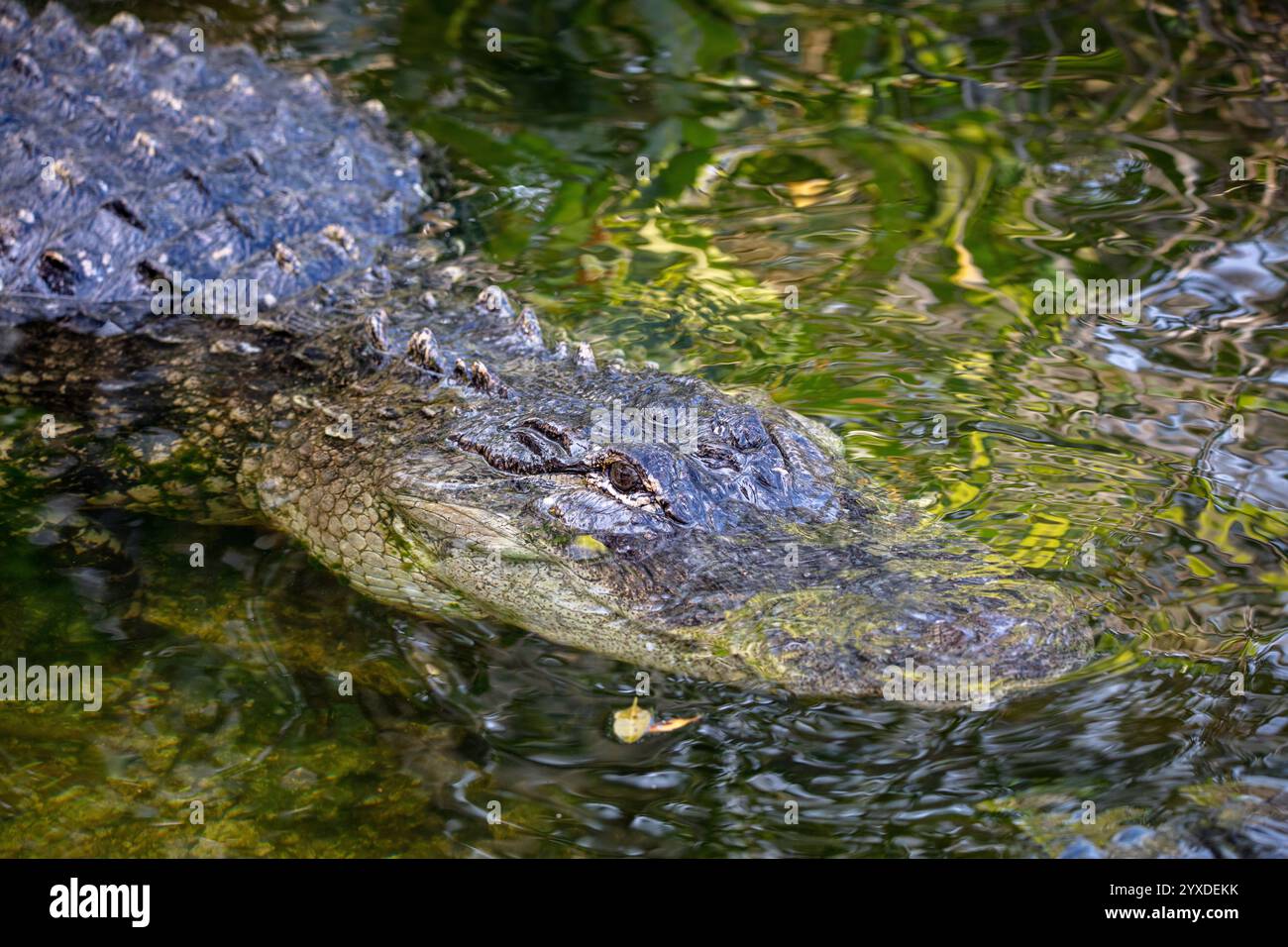 An American alligator (Alligator mississippiensis) near Everglades City ...