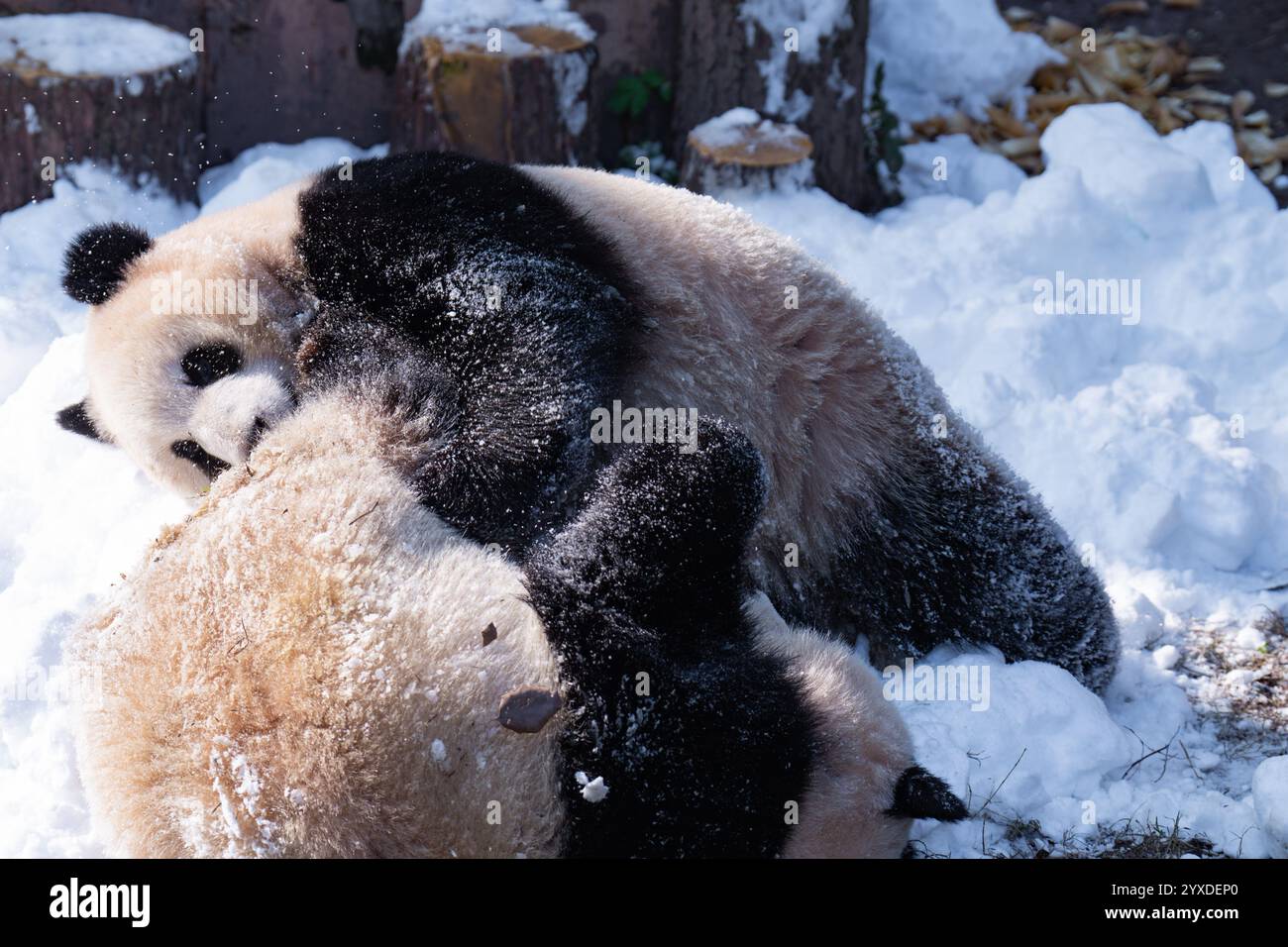 CHONGQING, CHINA - DECEMBER 15, 2024 - Giant pandas Yu Ke and Yu Ai ...