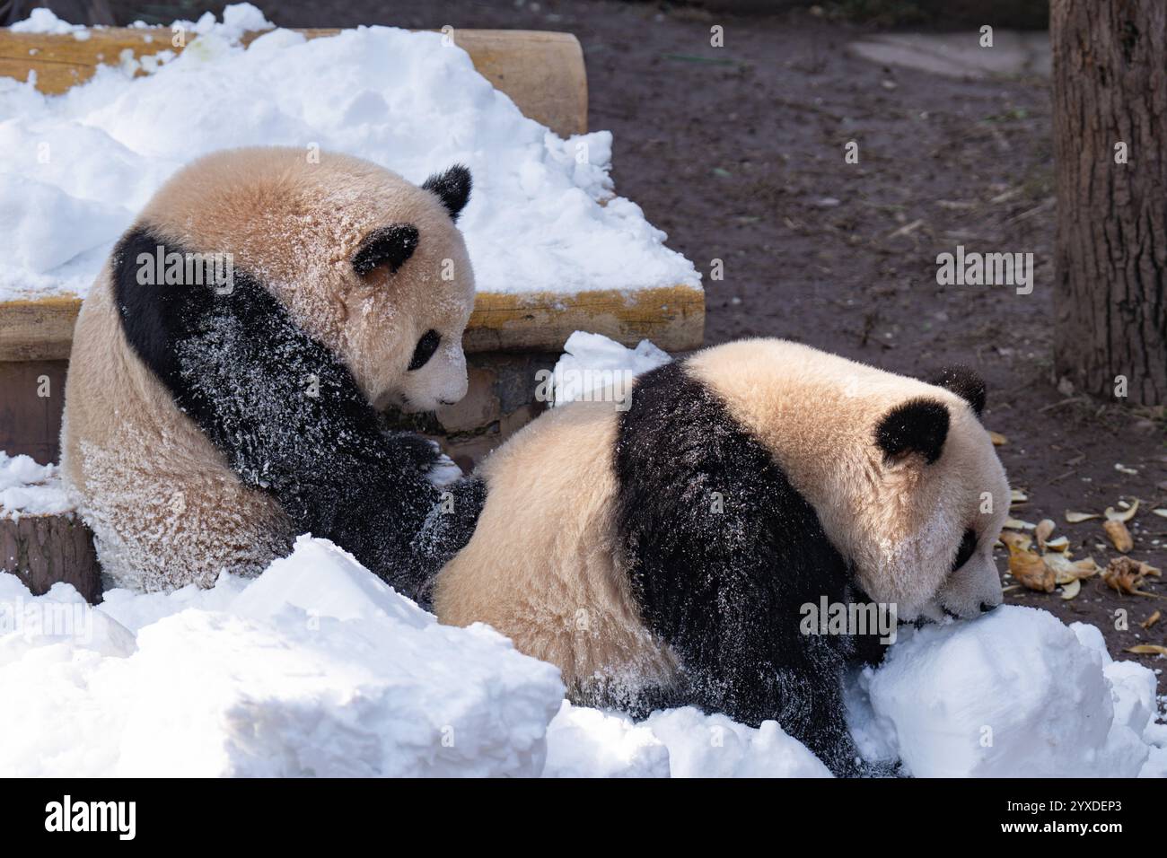 CHONGQING, CHINA - DECEMBER 15, 2024 - Giant pandas Yu Ke and Yu Ai ...