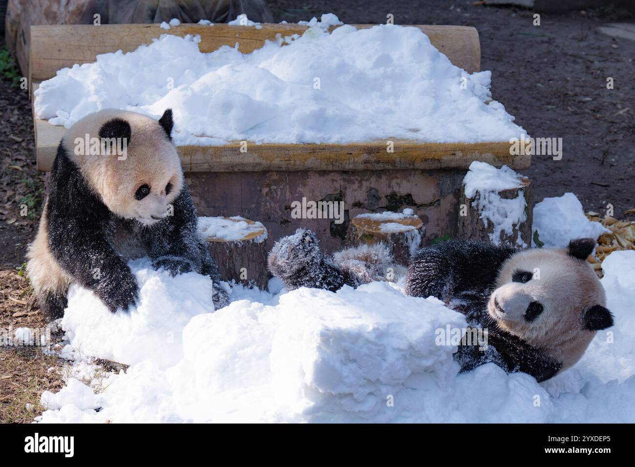 CHONGQING, CHINA - DECEMBER 15, 2024 - Giant pandas Yu Ke and Yu Ai ...