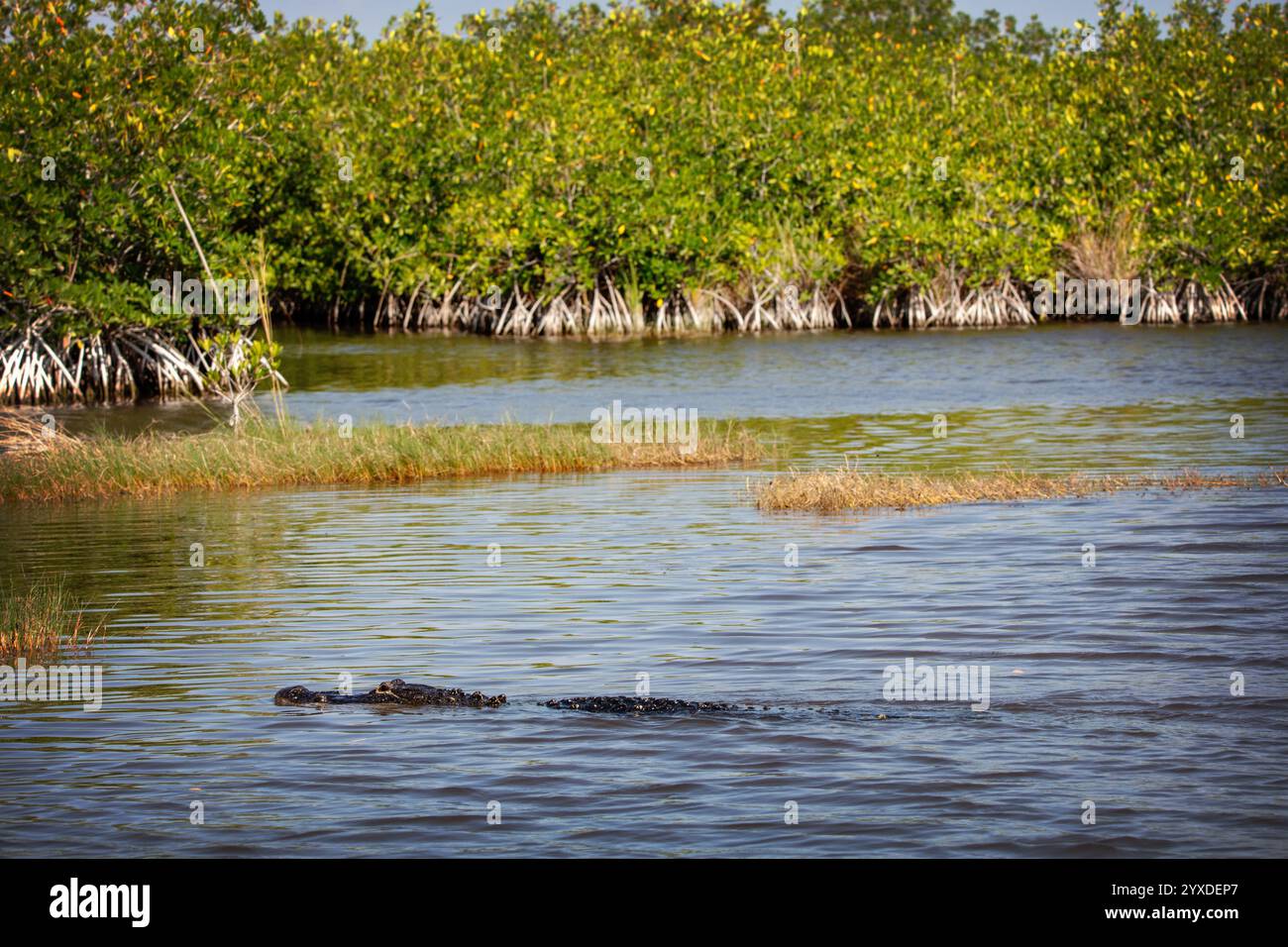 An American alligator (Alligator mississippiensis) near Everglades City ...
