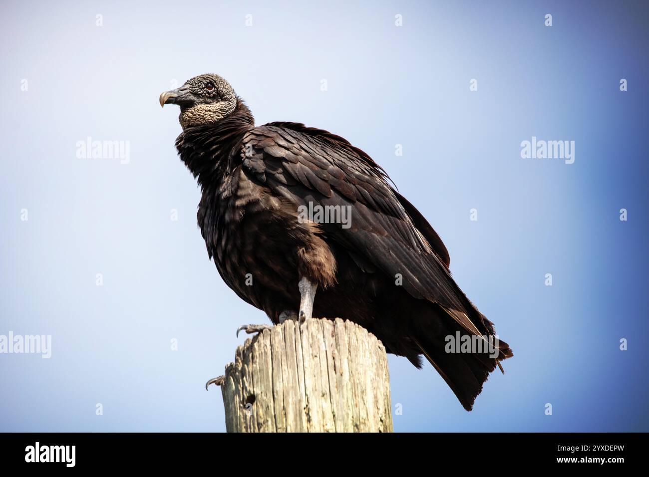 A Black Vulture (Coragyps atratus) in Florida's Everglades National ...