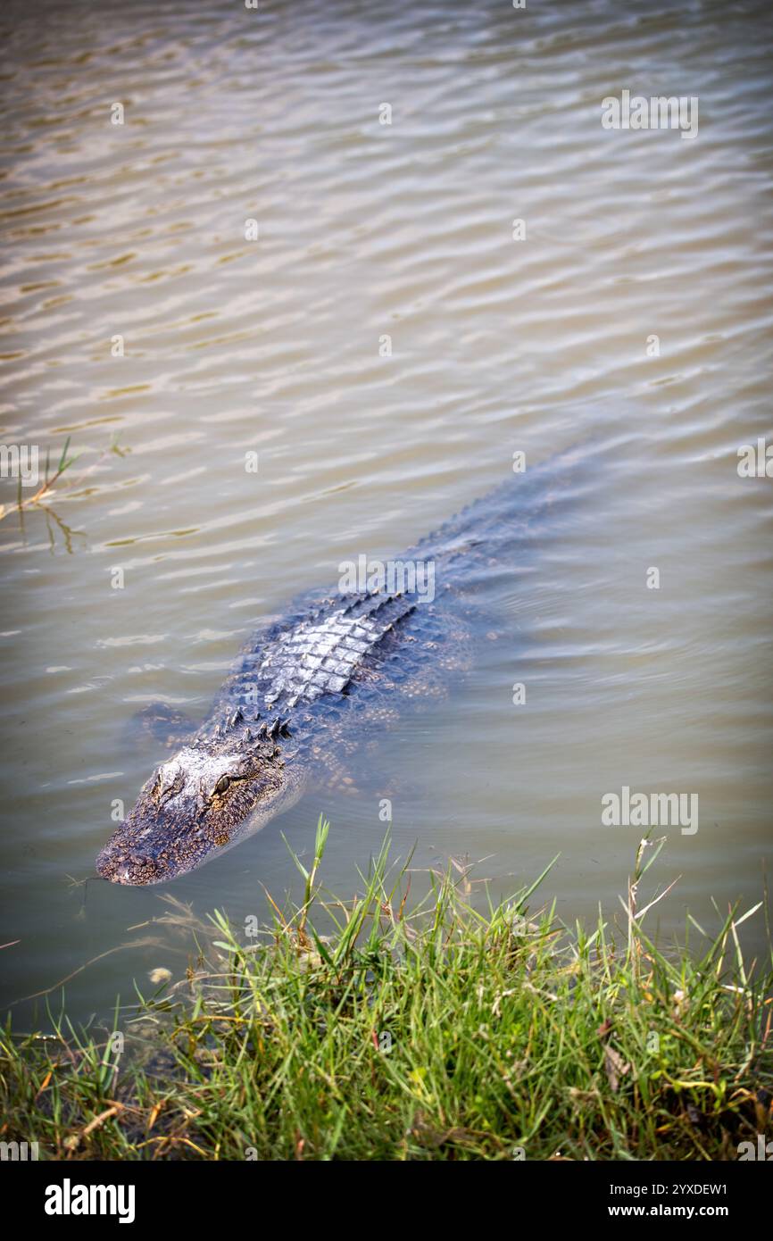 An American alligator (Alligator mississippiensis) near Everglades City ...