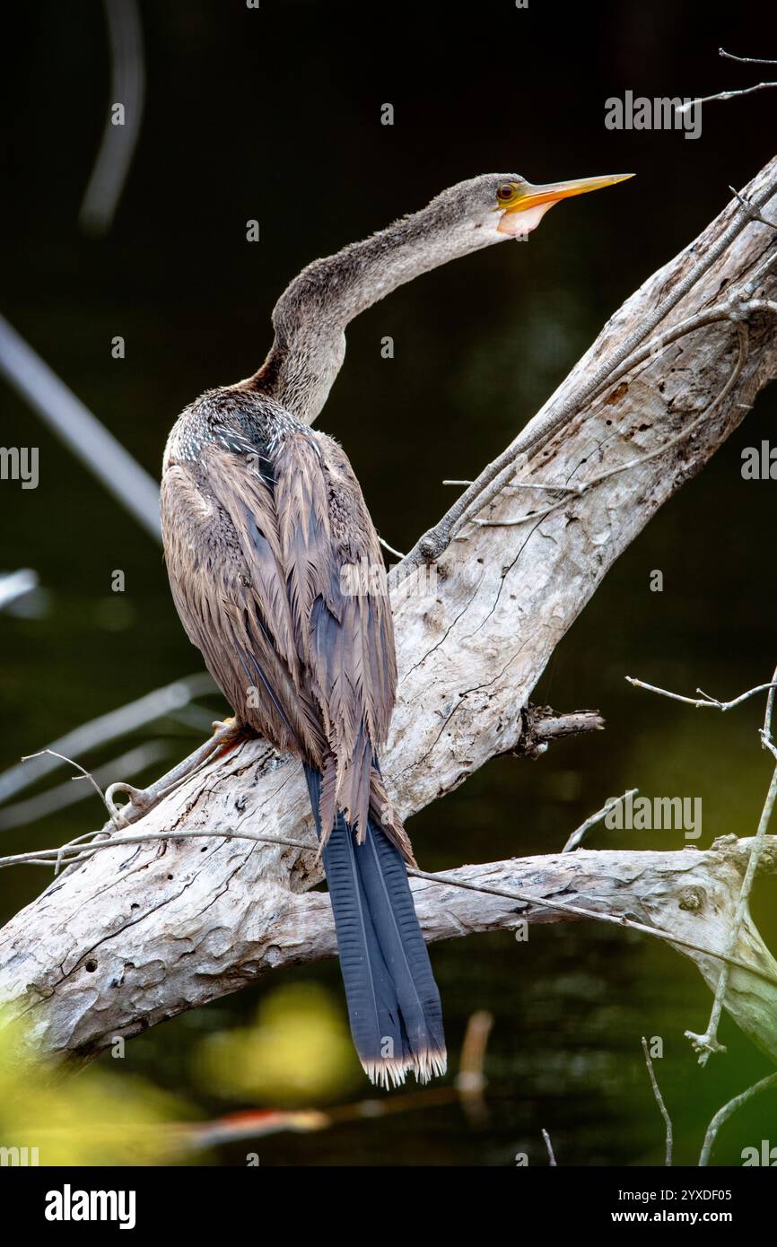 A female Anhinga (Anhinga anhinga) near Marco Island, Florida Stock ...