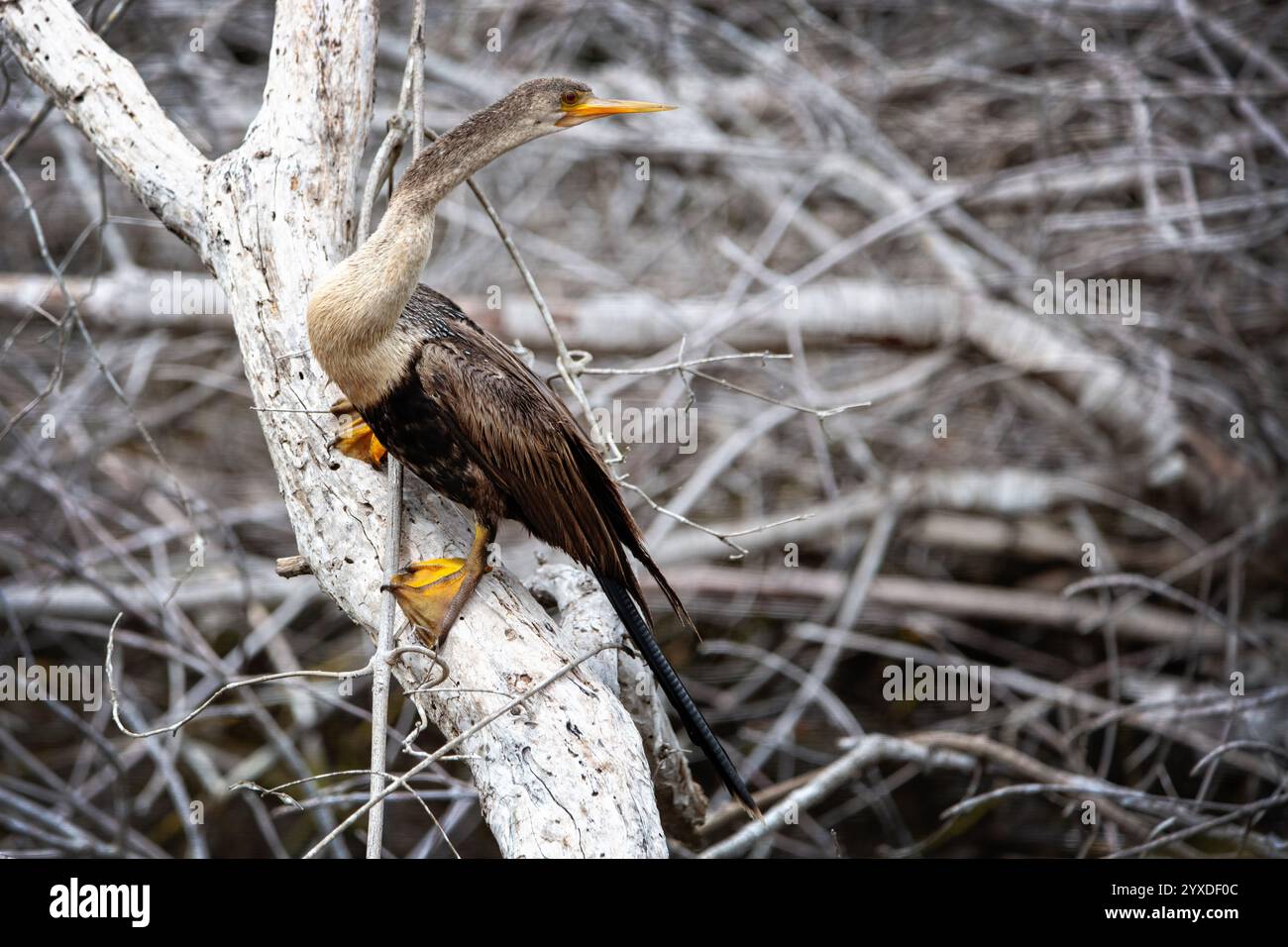 A female Anhinga (Anhinga anhinga) near Marco Island, Florida Stock ...