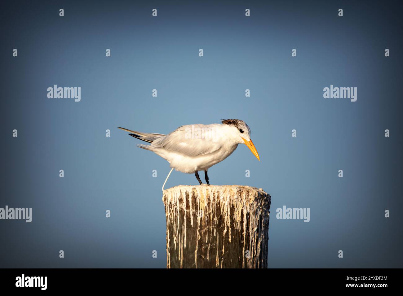 Least Tern (Sternula antillarum) bird near Ten Thousand Islands ...