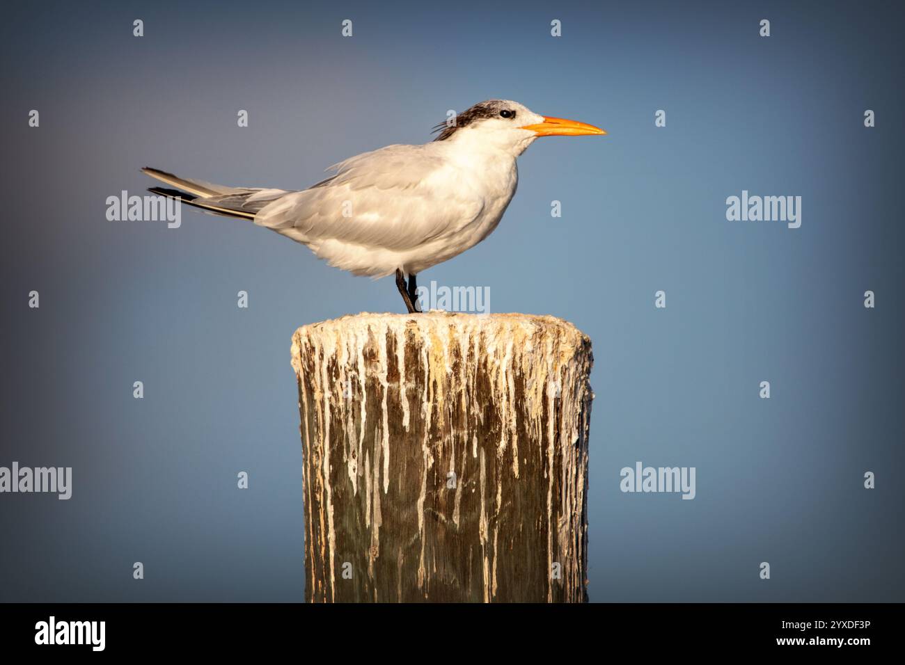 Least Tern (Sternula antillarum) bird near Ten Thousand Islands ...