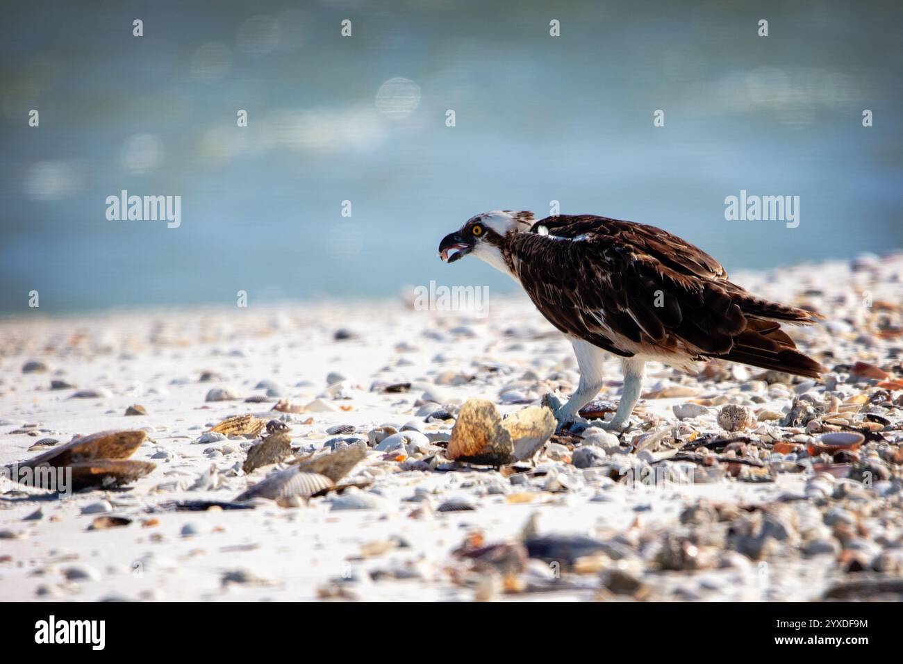 Osprey (Pandion haliaetus) bird near Marco Island, Florida Stock Photo ...