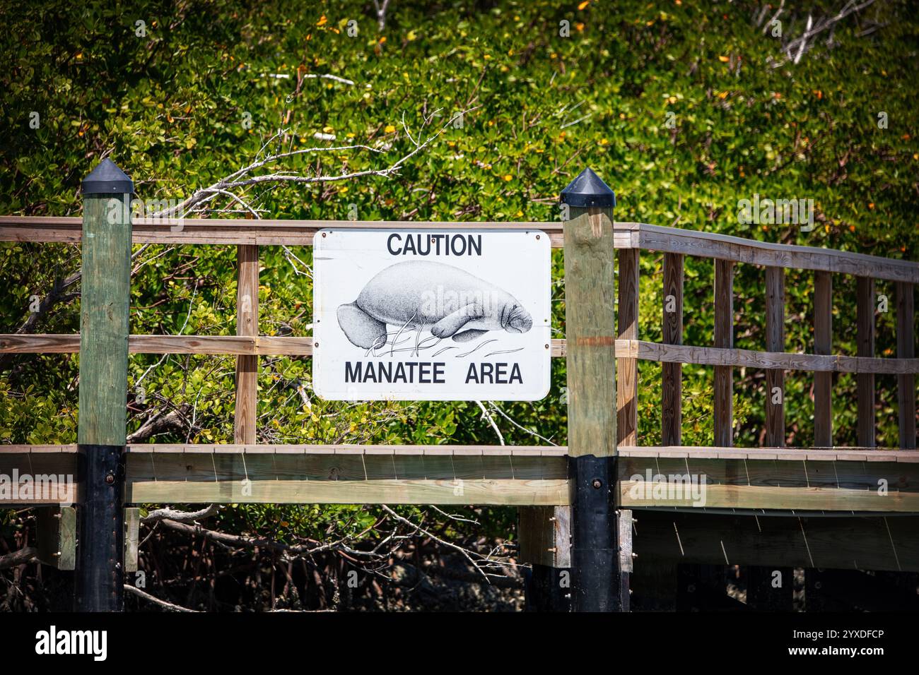 West Indian manatee (Trichechus manatus) near Marco Island, Florida ...