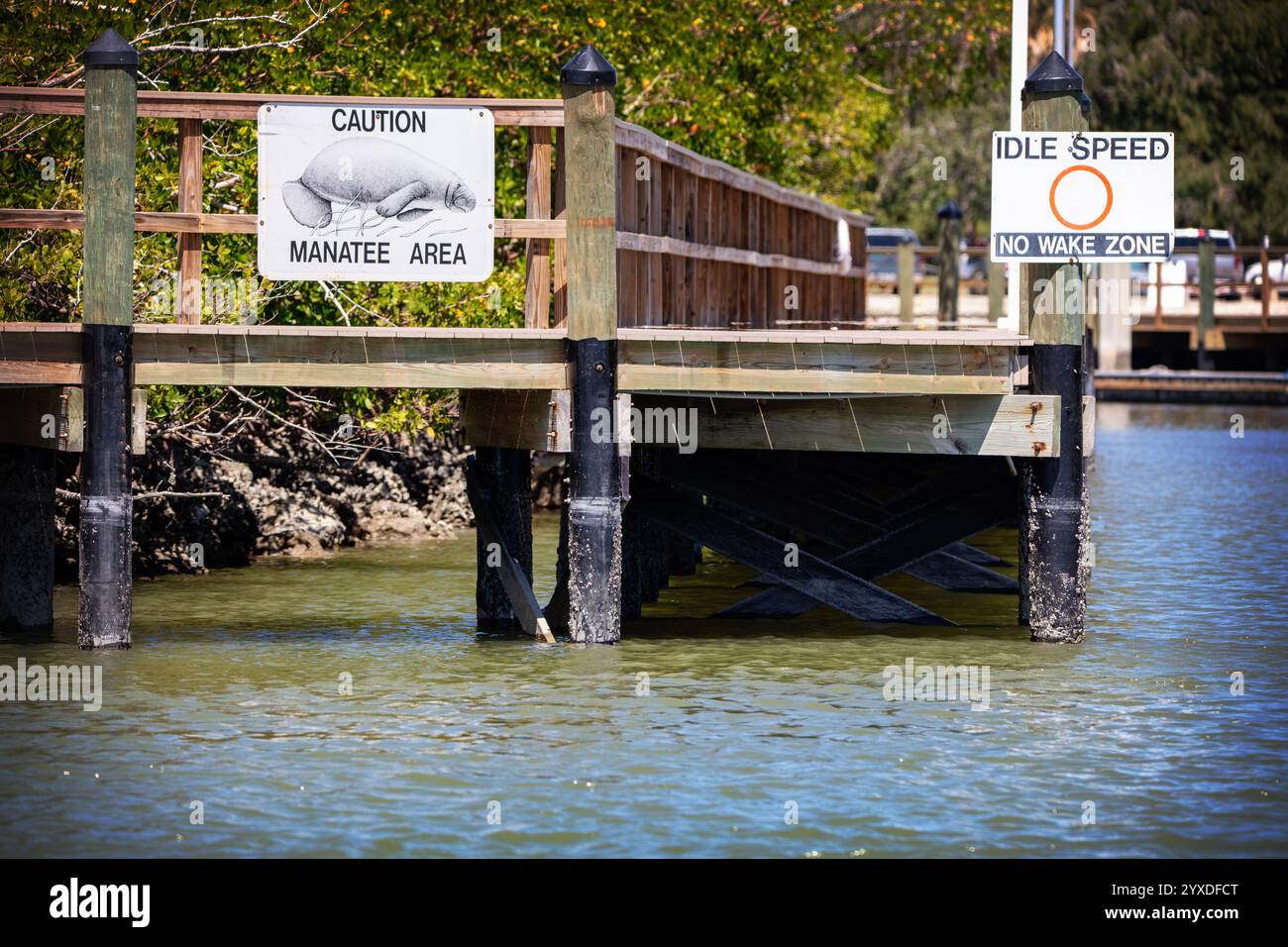 West Indian manatee (Trichechus manatus) near Marco Island, Florida ...