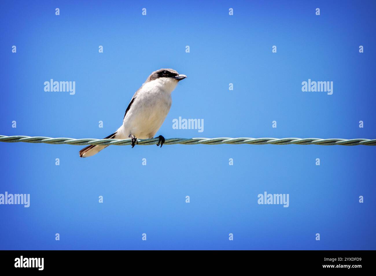 Loggerhead shrike butcher bird hi-res stock photography and images - Alamy