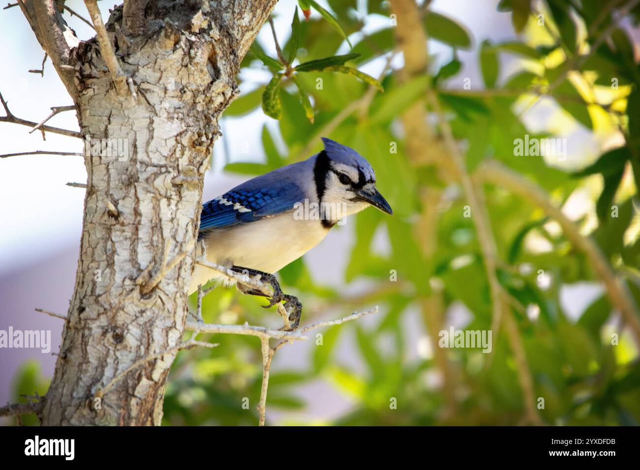 A Florida Blue Jay (Cyanocitta cristata) in Marco Island, Florida Stock ...