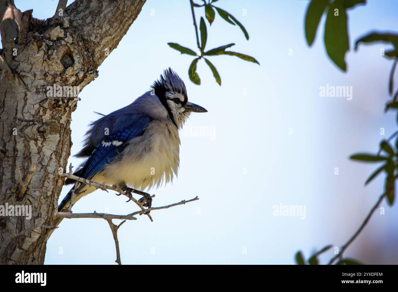 Eastern blue jay hi-res stock photography and images - Alamy