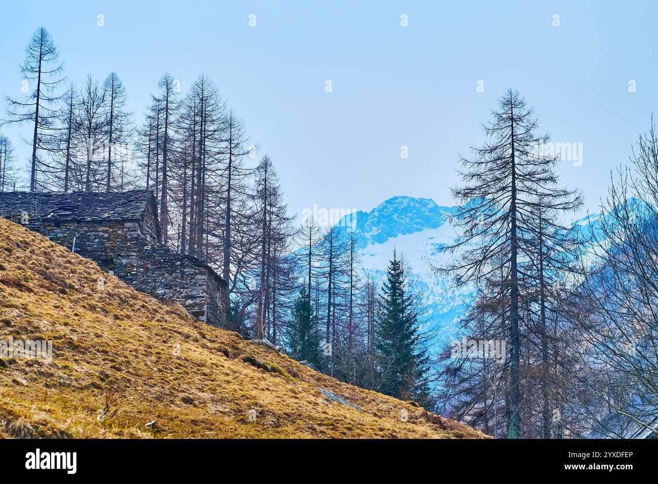 The yellow mountain slope with old stone houses and tall conifer trees ...